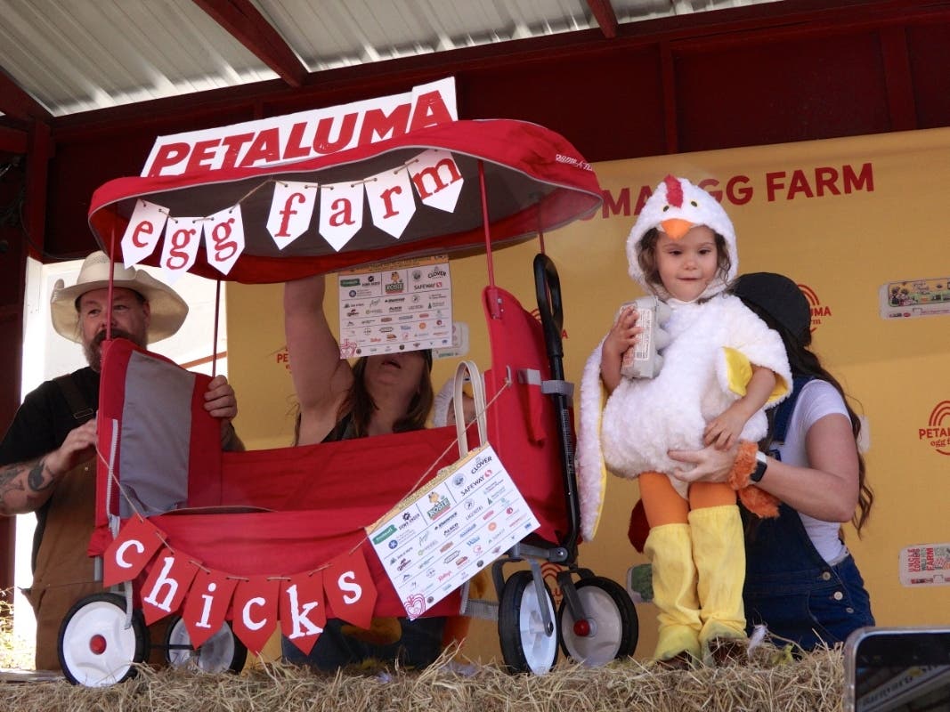 24 Adorable Photos From The Cutest Little Chick Contest | Petaluma, CA ...