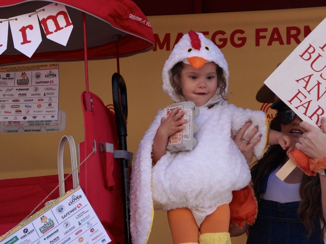 24 Adorable Photos From The Cutest Little Chick Contest | Petaluma, CA ...