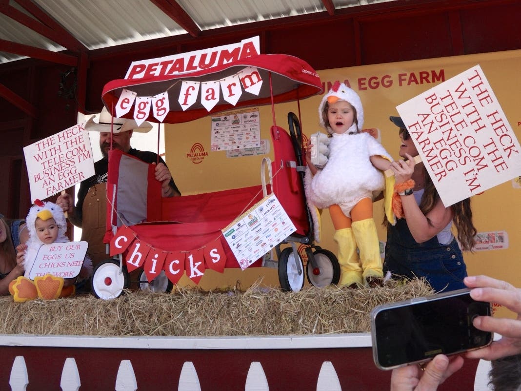 24 Adorable Photos From The Cutest Little Chick Contest | Petaluma, CA ...