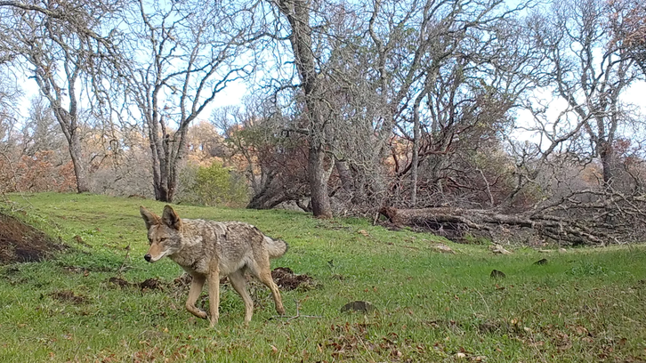 Coyotes In Bay Area Parks, Open Space: Safety Advisory | Walnut Creek ...