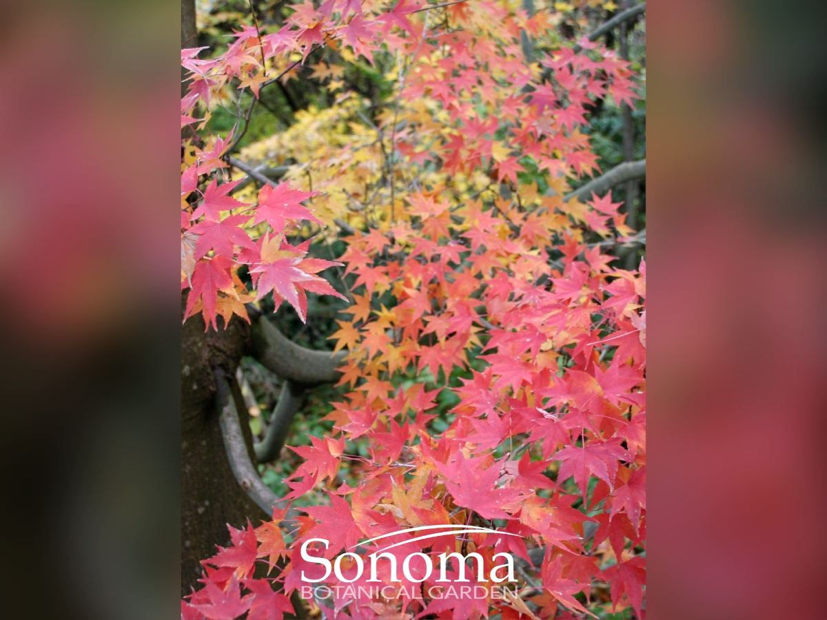 Day Trip: Fall Colors A Must-See At Sonoma Botanical Garden | Sonoma ...