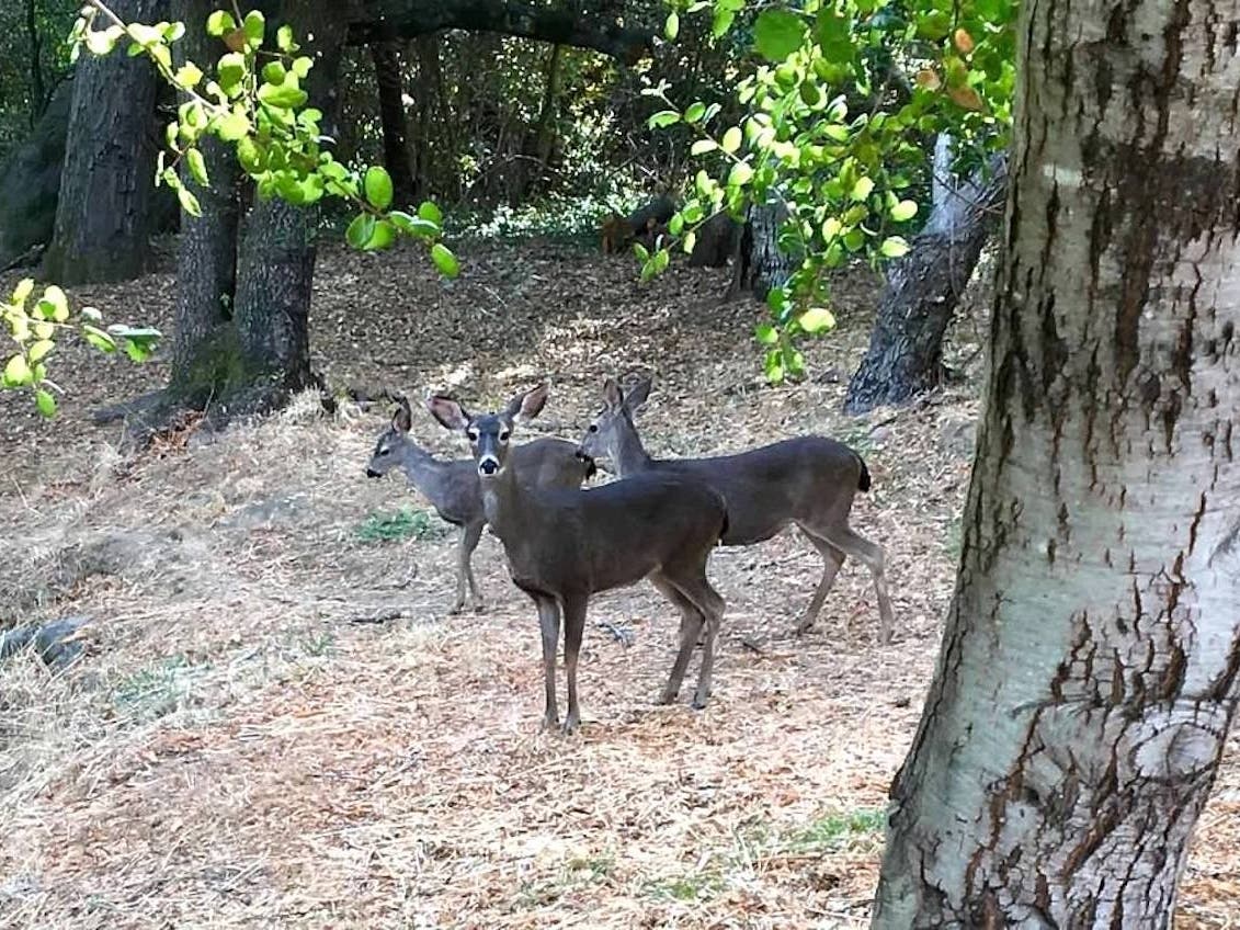 Black-Tailed Deer In Napa: Photo Of The Day | Napa Valley, CA Patch