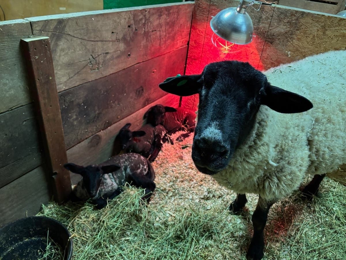 Rare Triplet Lambs Born In Healdsburg: Photo Of The Day | Healdsburg ...