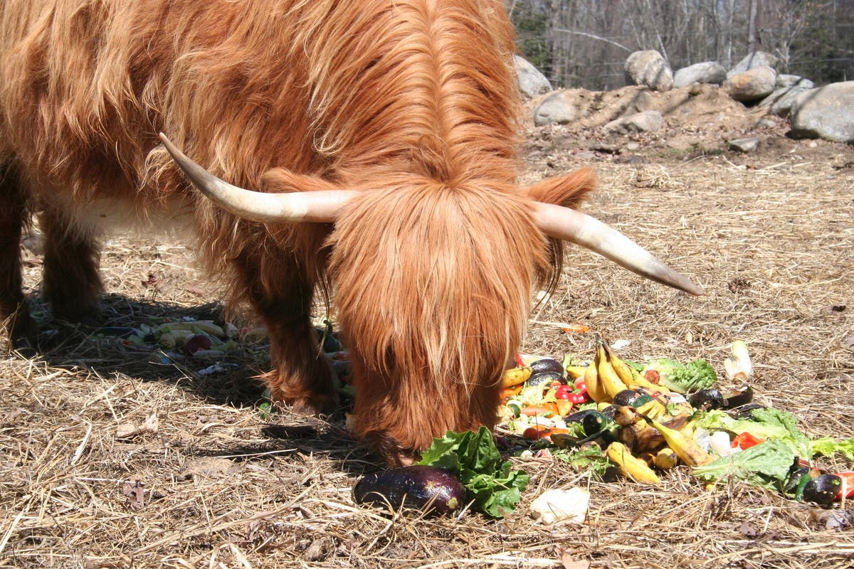 Edible Scraps for Cattle | Concord, NH Patch