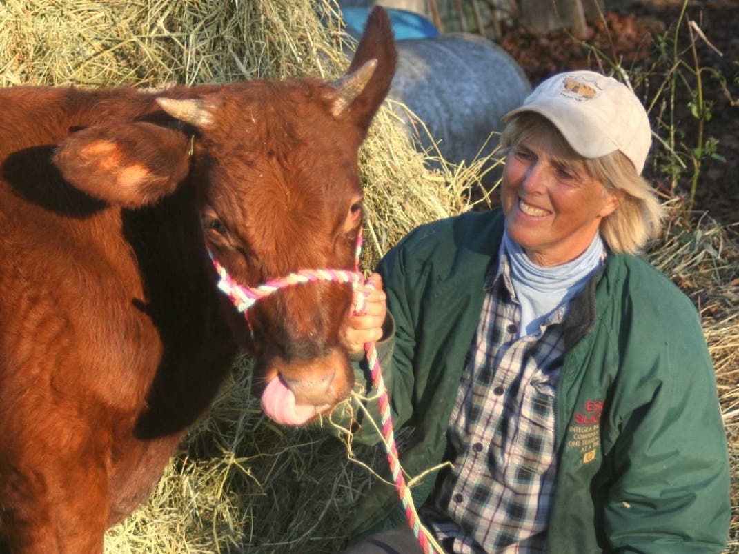 Soule: What Kind of Cow is That? | Concord, NH Patch