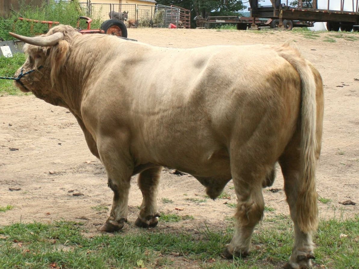 Soule: My Relationship to Blain the Bull | Concord, NH Patch