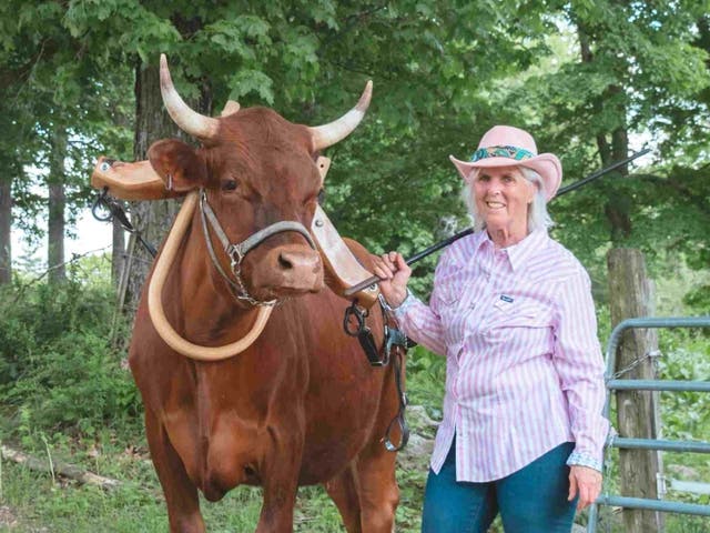 Soule: Why My Highland Cows Love Humans | Concord, NH Patch