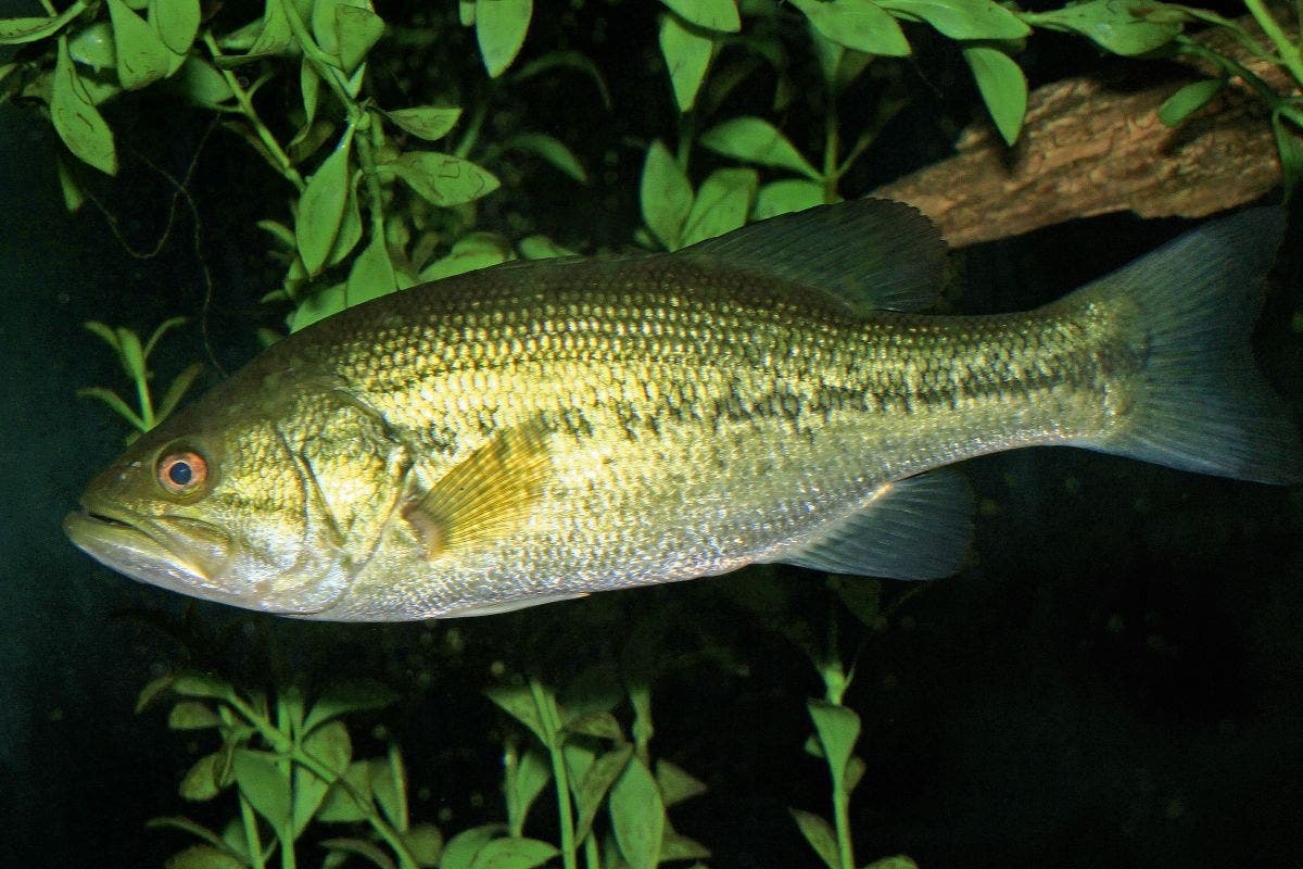 Get Ready to 'Go Fish' at Your Favorite Forest Preserve Lake | Joliet ...