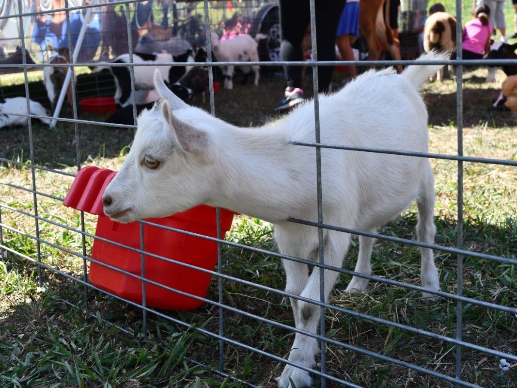 Forest Preserve seeks vendors for Fall on the Farm event at Riverview ...