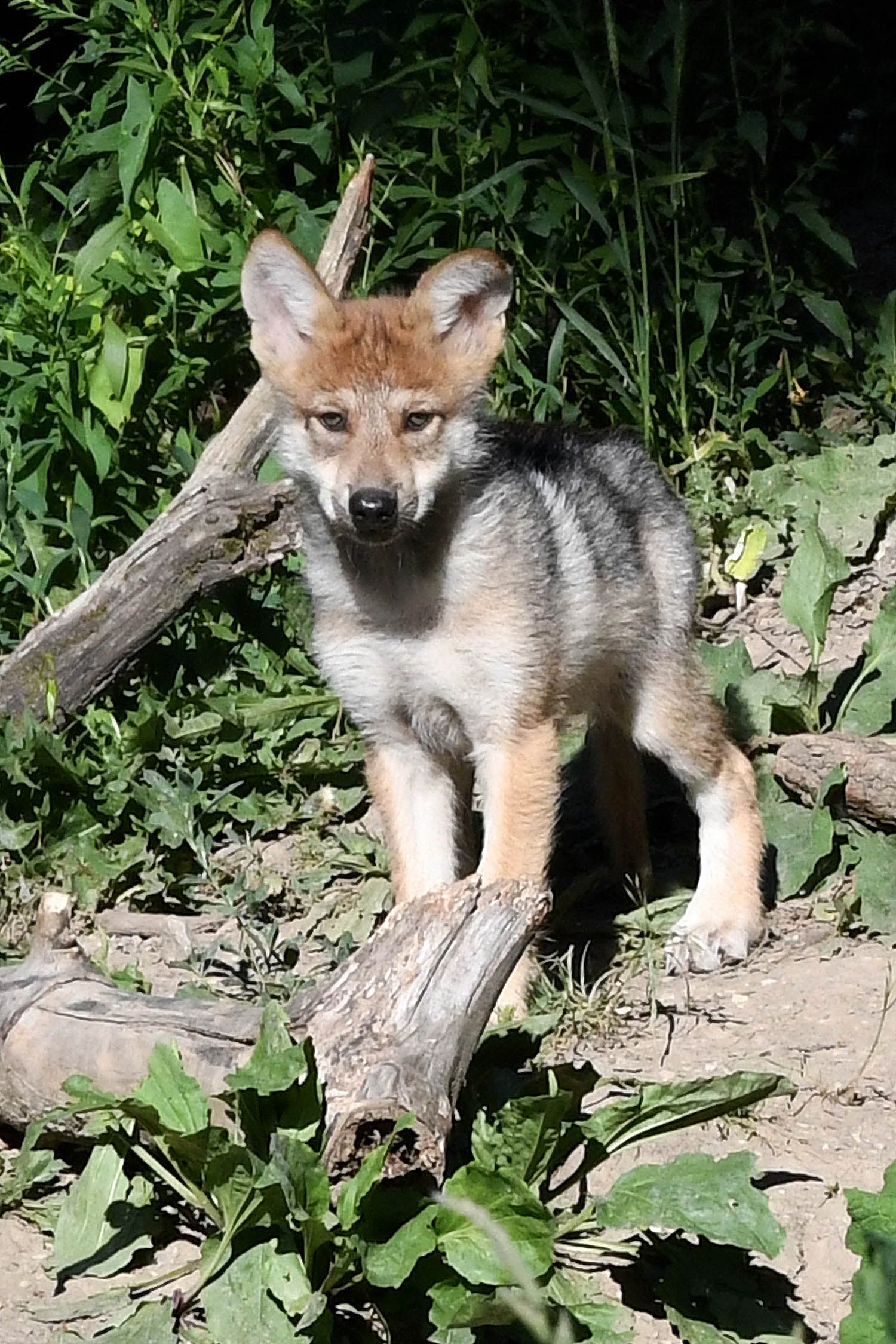 Help Name Mexican Gray Wolf Puppies | La Grange, IL Patch