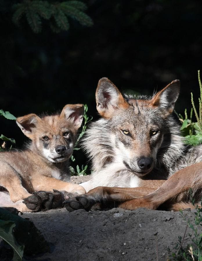 Mexican Gray Wolf Pups Get Names | La Grange, IL Patch