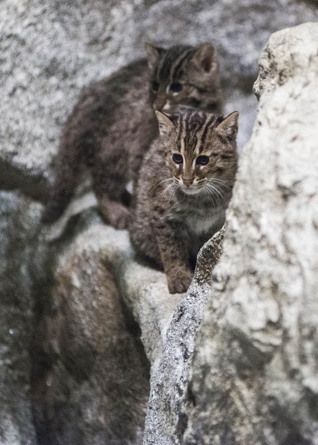Fishing Cat Kittens Make Public Zoo Debut | La Grange, IL Patch
