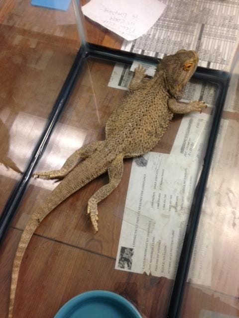 Lost Lizard Found in Fairfield | Fairfield, CT Patch