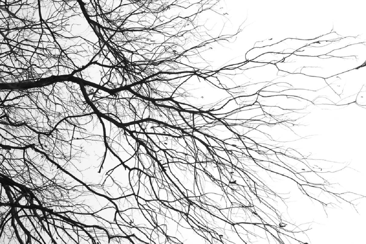 Tree Branch Pickup Continues In Fairfield | Fairfield, CT Patch