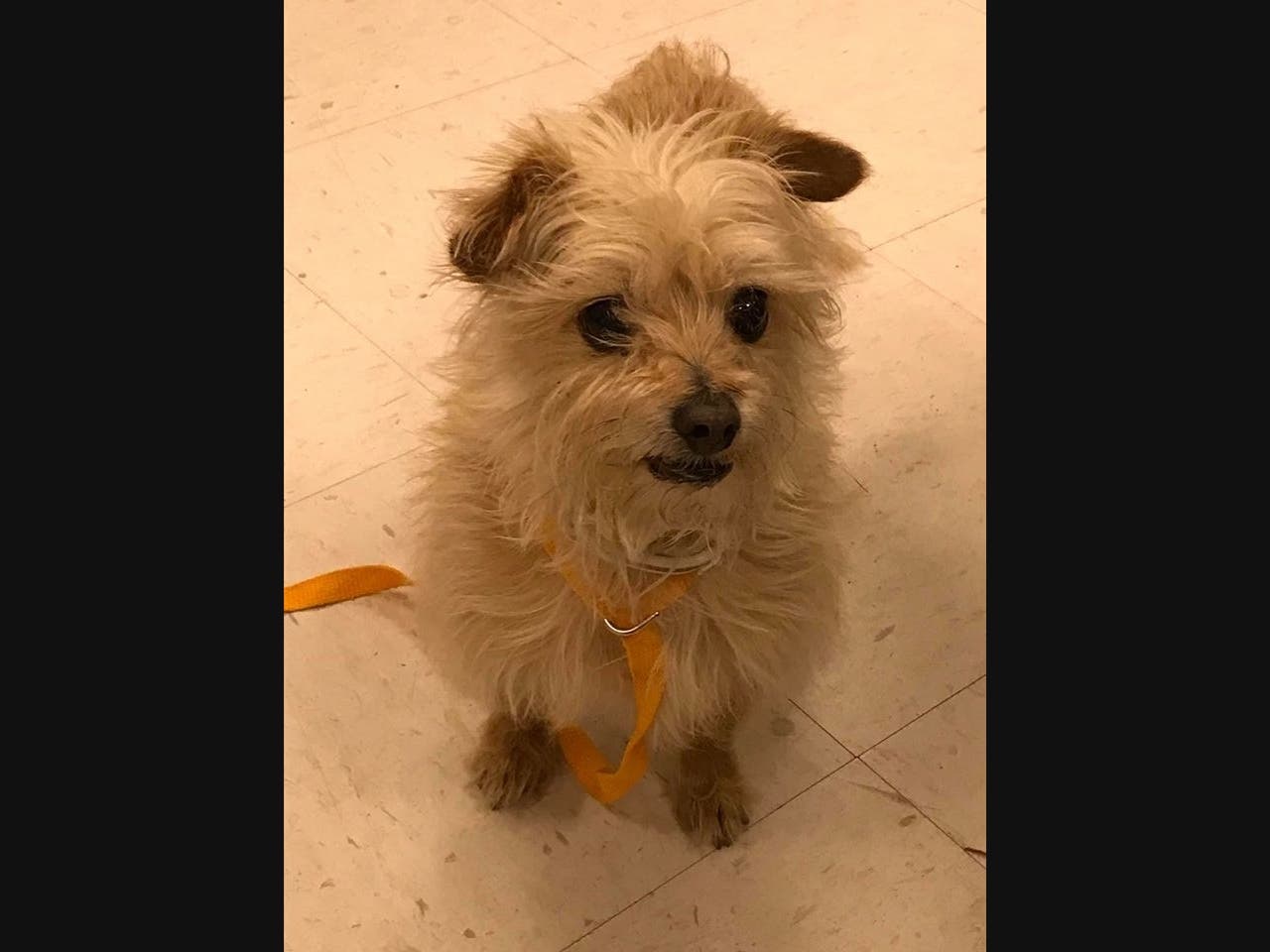 Dog Found Roaming In Hamden: Animal Control (UPDATE) | Hamden, CT Patch