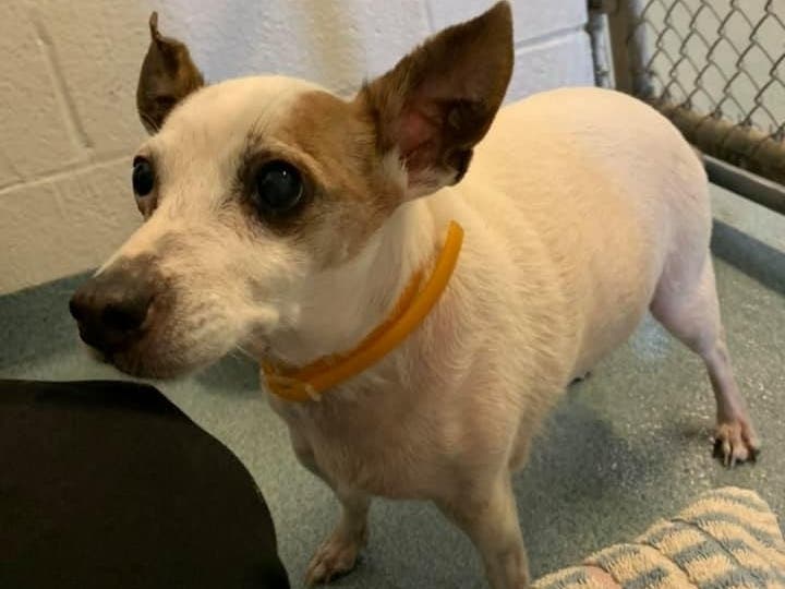 Dog Found Roaming In Hamden: Animal Control | Hamden, CT Patch