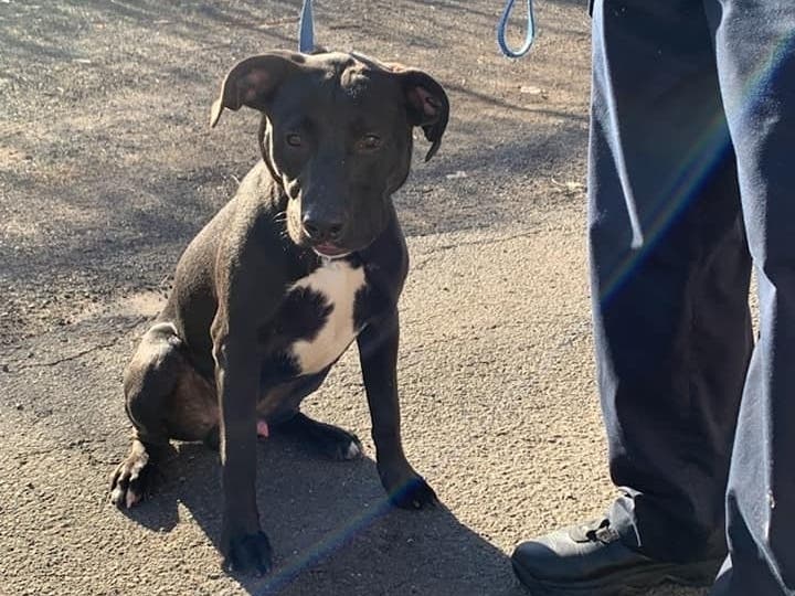 Abandoned Dog Needs Forever Home: Hamden Animal Control | Hamden, CT Patch