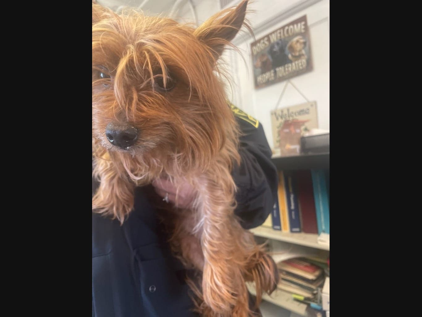 Lost Dog's Owner Sought: Hamden Animal Control | Hamden, CT Patch