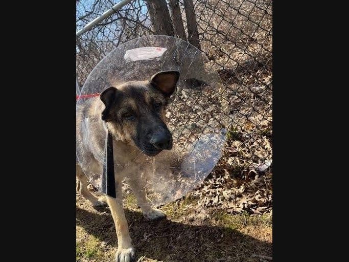 'Likely' Abandoned Dog Found In Hamden: Animal Control | Hamden, CT Patch