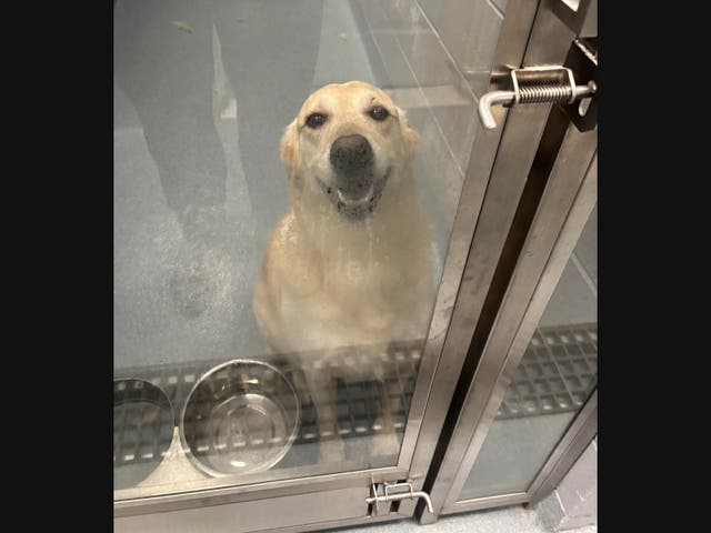 Dog Found Roaming In Cheshire: Police | Cheshire, CT Patch
