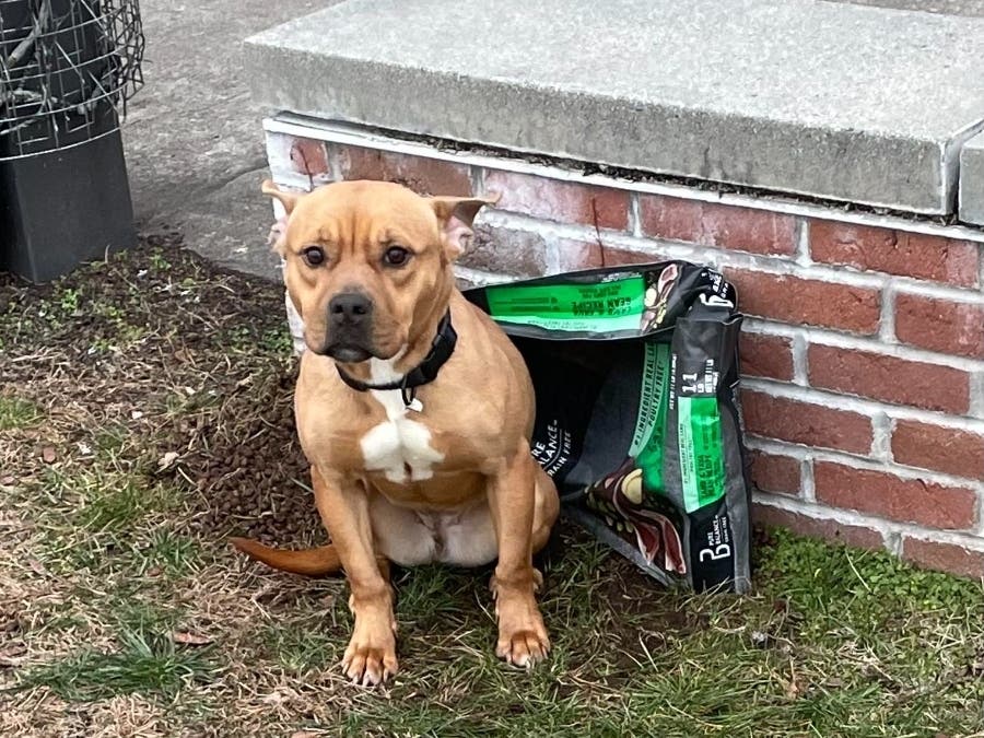 'Heartless': Dog Abandoned In Park With Bag Of Food, Hamden Animal ...