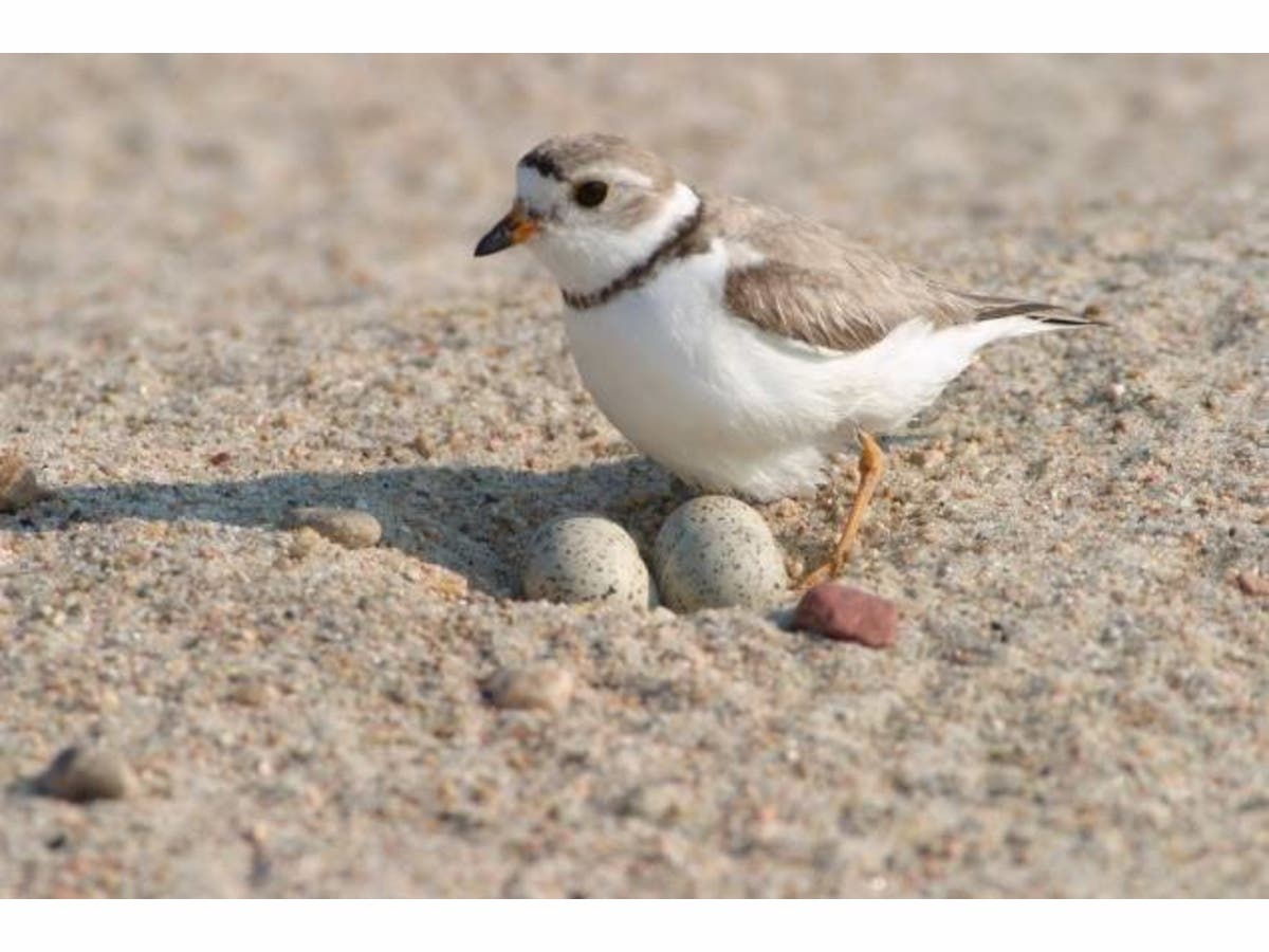 Nesting Piping Plovers Force Temporary Partial Beach-Driving Closure At ...