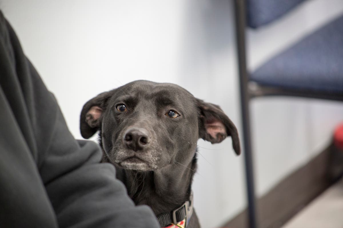 Smithtown Animal Rescue Group Moves To Larger Location | Smithtown, NY ...