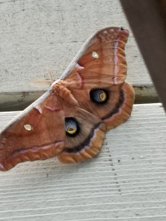 Giant Moth, Giant Moth, Giant Moth: IL In Photos | Across Illinois, IL ...