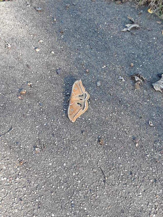 Giant Moth, Giant Moth, Giant Moth: IL In Photos | Across Illinois, IL ...
