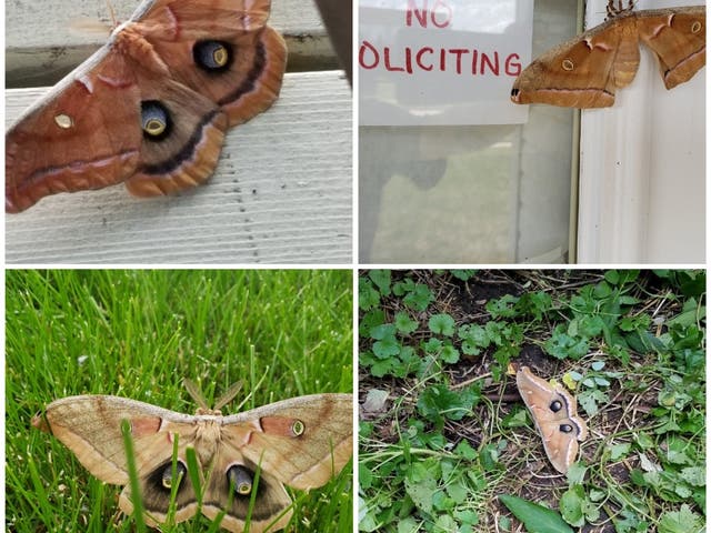 Giant Moth, Giant Moth, Giant Moth: IL In Photos | Across Illinois, IL ...