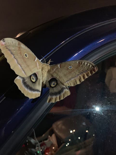 Giant Moth, Giant Moth, Giant Moth: IL In Photos | Across Illinois, IL ...