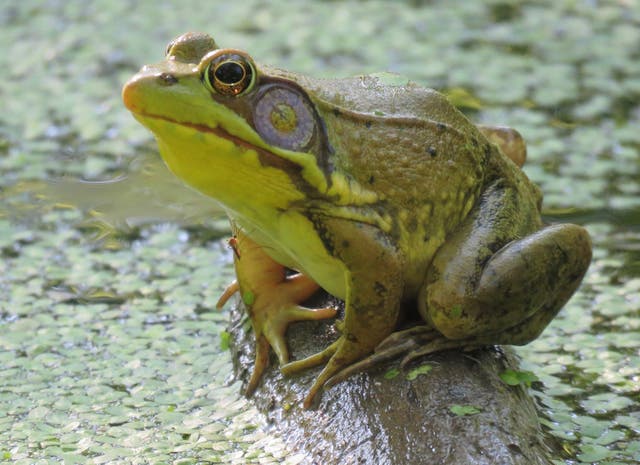 Sitting Duck, 3 Degrees On A Pond, Frogs: The Midwest In Photos ...