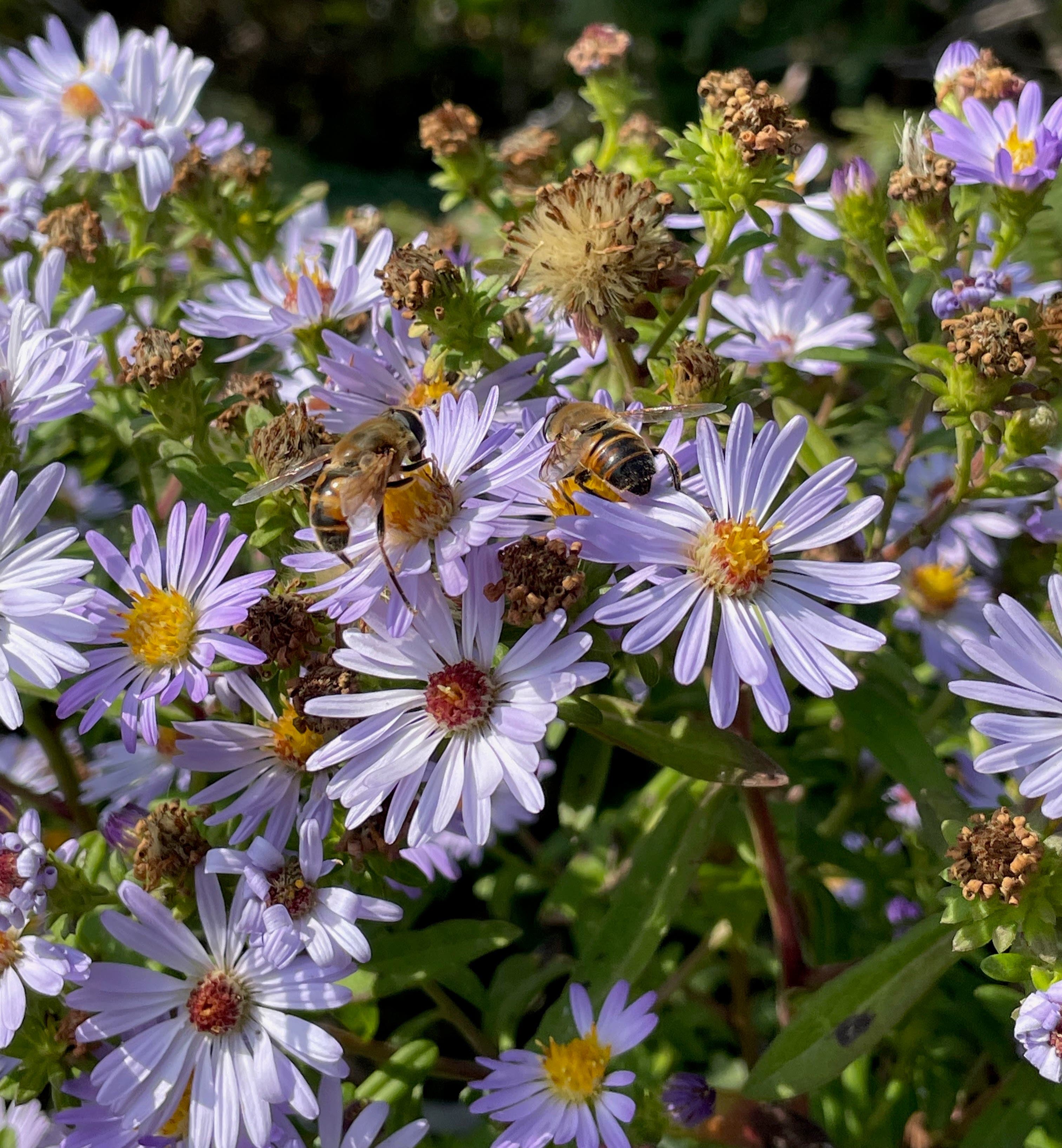 Sep 28 | Native Landscaping for Beginners | Weston, CT Patch