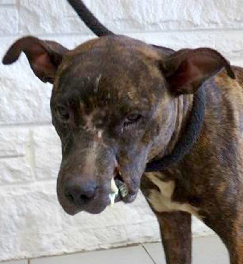 NJ Pit Bull With 'Half A Face' Takes Next Step To Forever Home | Newark ...