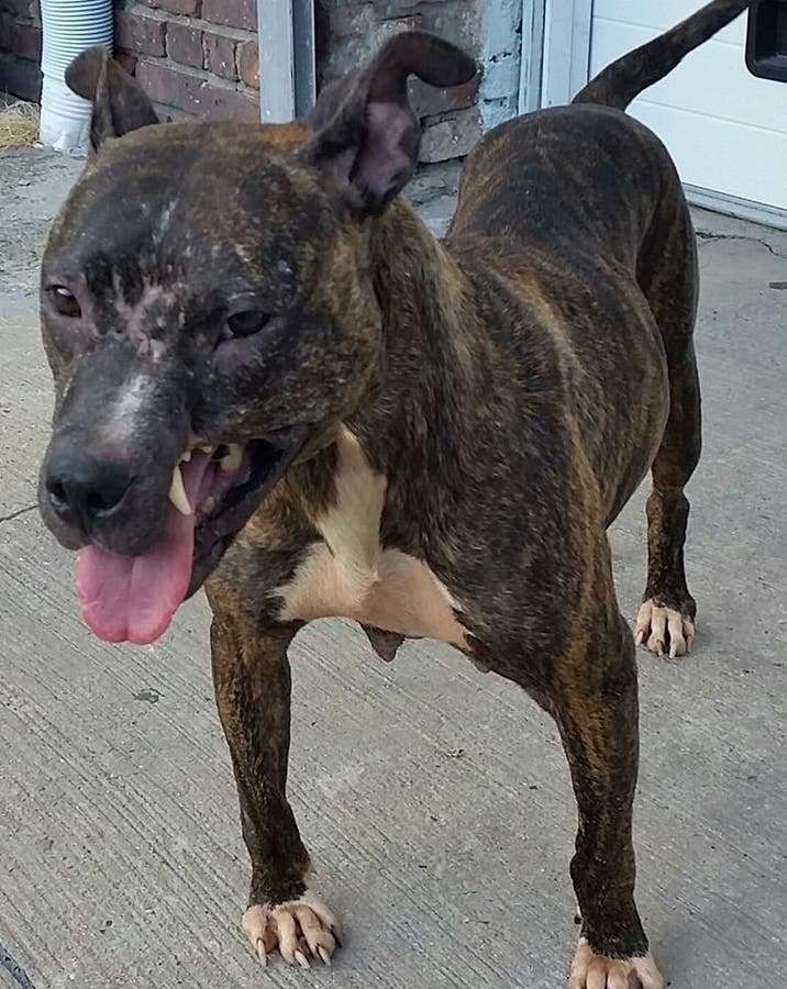NJ Pit Bull With 'Half A Face' Takes Next Step To Forever Home | Newark ...