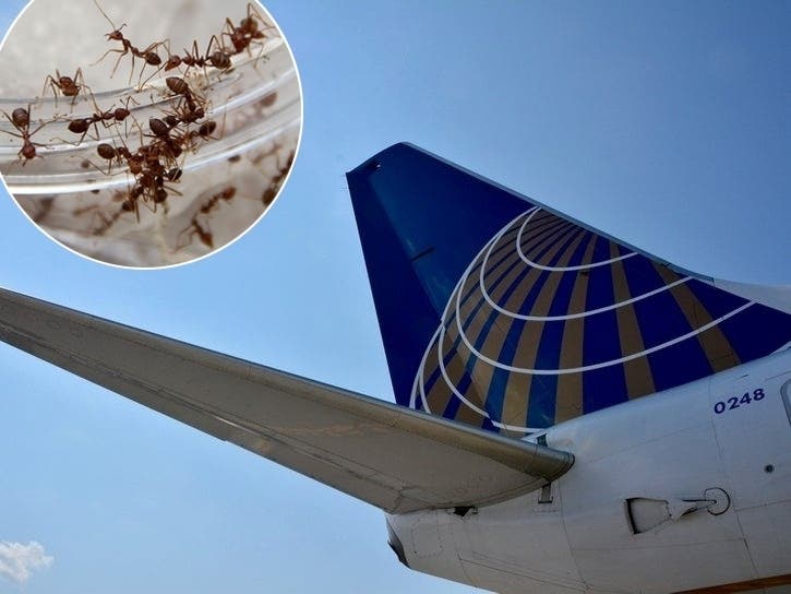 Ants Invade Flight To Newark; Passenger Tweets Play-By-Play | Newark ...