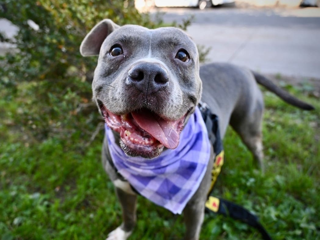Newark Shelter Overflowing With Adoptable Dogs; Wellness Clinic Nears ...