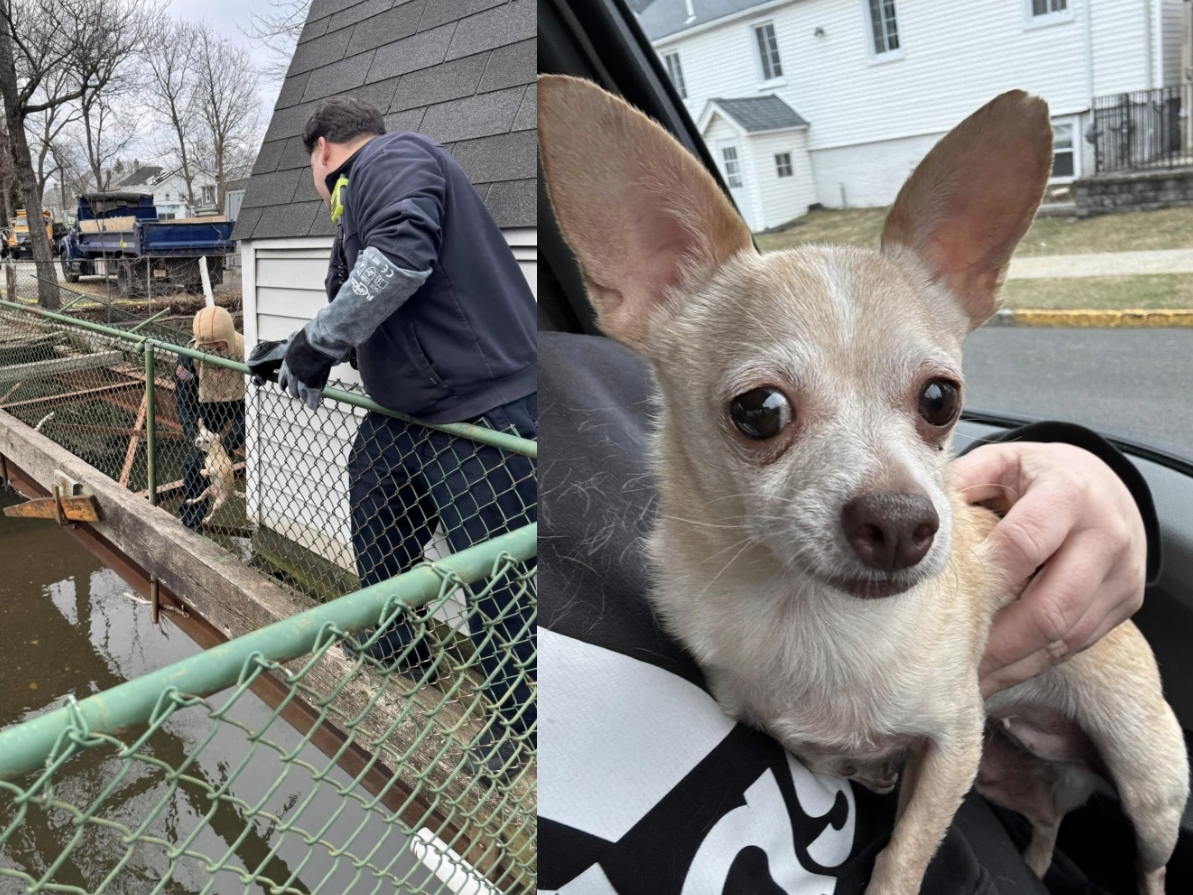 Lost Dog Has Big Adventure In Bloomfield, Reunited With Owner ...