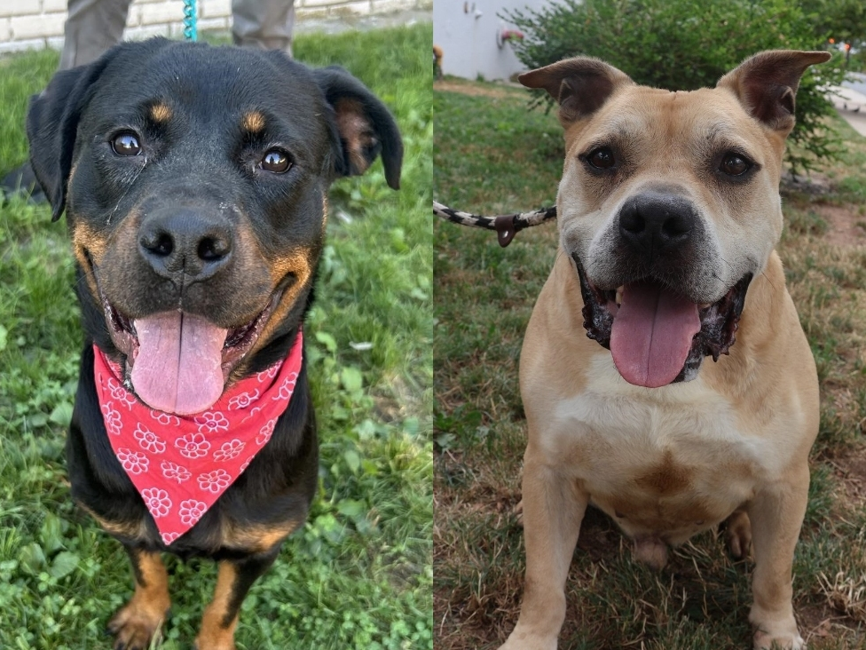 Shelter Dogs Face Dire Deadline In Newark, Rescuers Desperately Needed ...