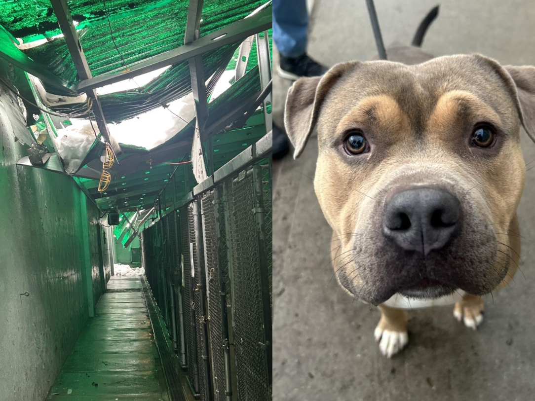 Snowfall Crushes Kennel Roof At NJ Animal Shelter, Dozens Of Dogs Need ...