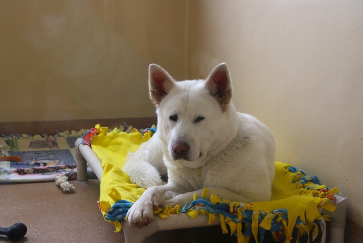 Caring Kids and Volunteers Supporting East Bay SPCA | Dublin, CA Patch