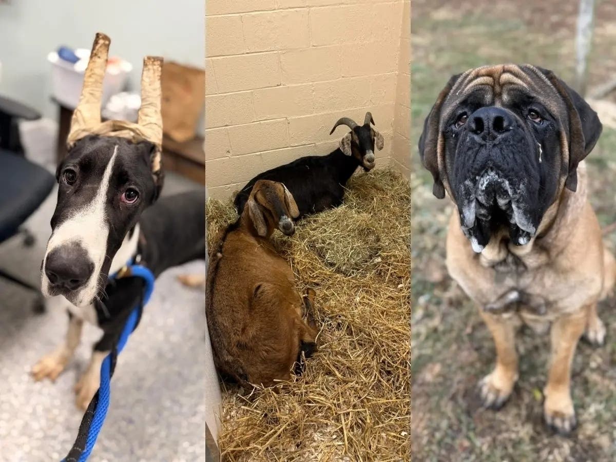 Dozens Of Animals Rescued From Famed PA Dog Breeder's Home | Across ...