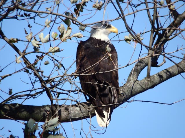 Where To Spot Wild Animals In NYC: Awesome New Seasonal Map Tracks ...