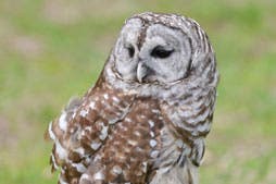 Where To Spot Wild Animals In NYC: Awesome New Seasonal Map Tracks ...