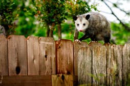 Where To Spot Wild Animals In NYC: Awesome New Seasonal Map Tracks ...