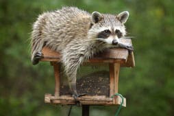 Where To Spot Wild Animals In NYC: Awesome New Seasonal Map Tracks ...