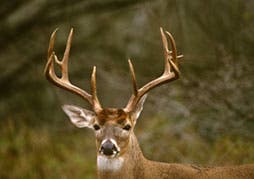 Where To Spot Wild Animals In NYC: Awesome New Seasonal Map Tracks ...