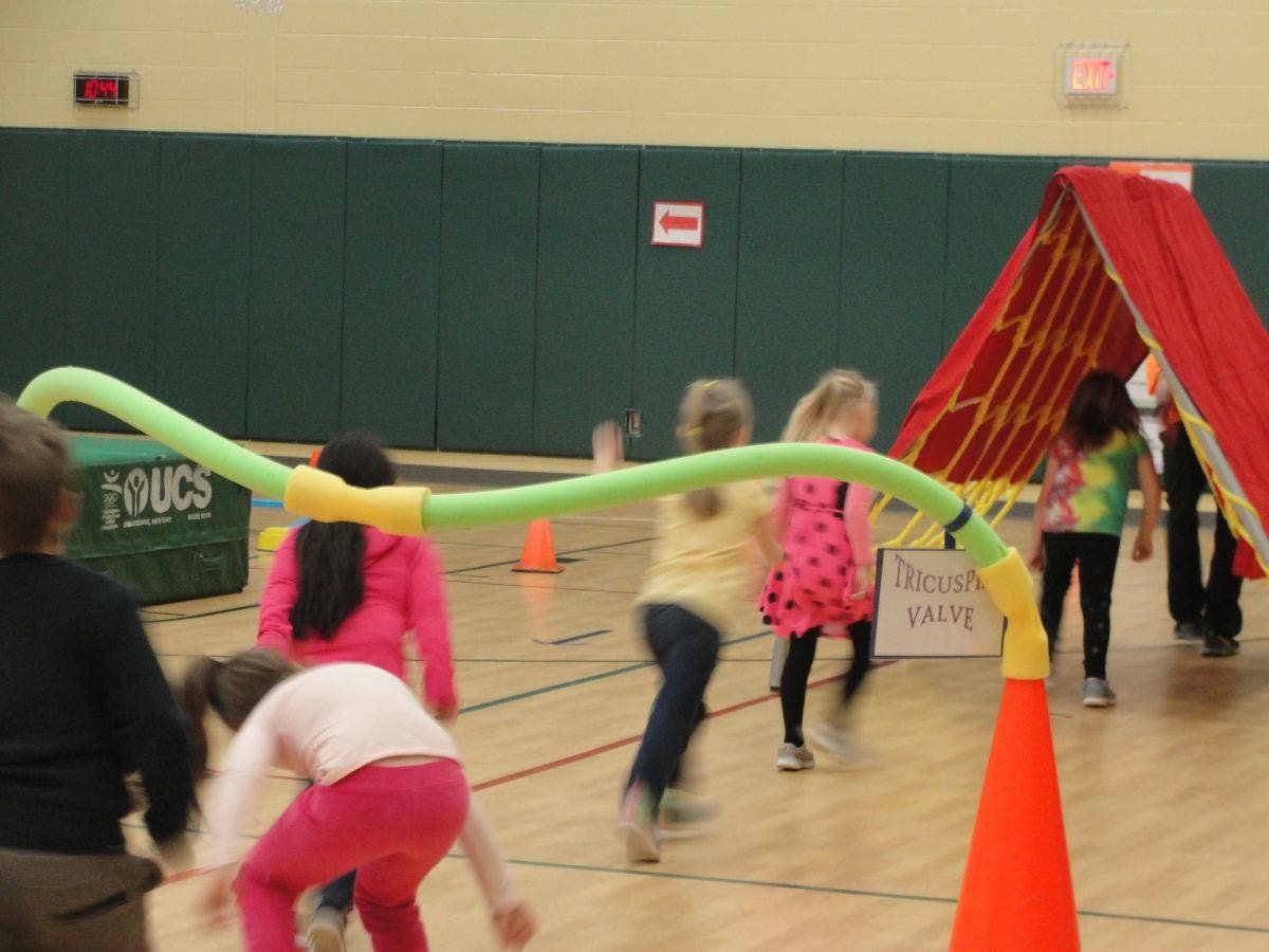 Students get hearts pumping with human heart obstacle course | Homer ...