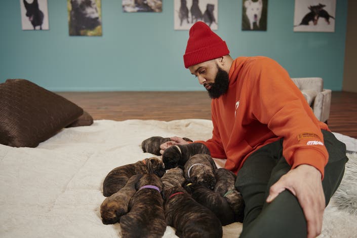 Odell Beckham Jr.'s Puppies Up For Adoption In Monmouth County ...
