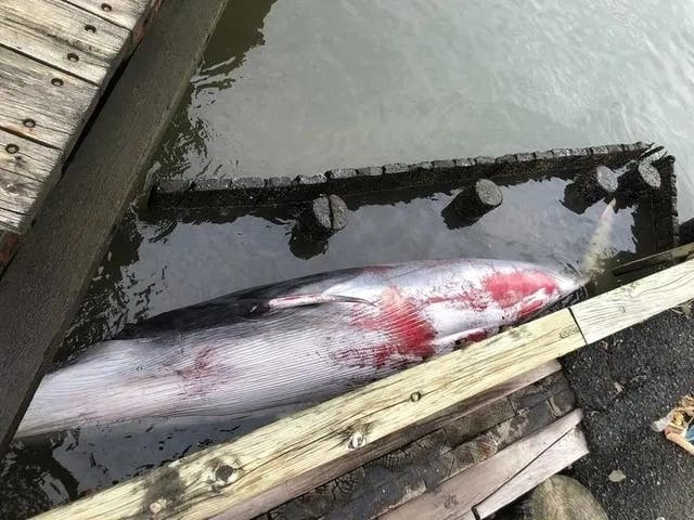 Dead Middletown Whale's Necropsy Results Showed Signs Of An Infection ...